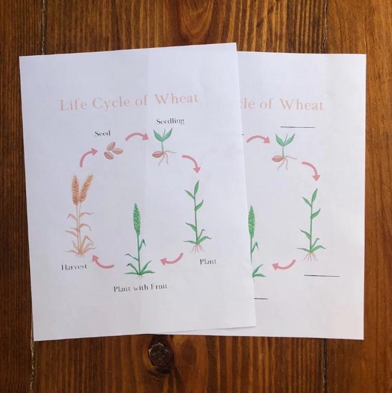 Life Cycle of Wheat - Nature Study - Charlotte Mason - Homeschool ...