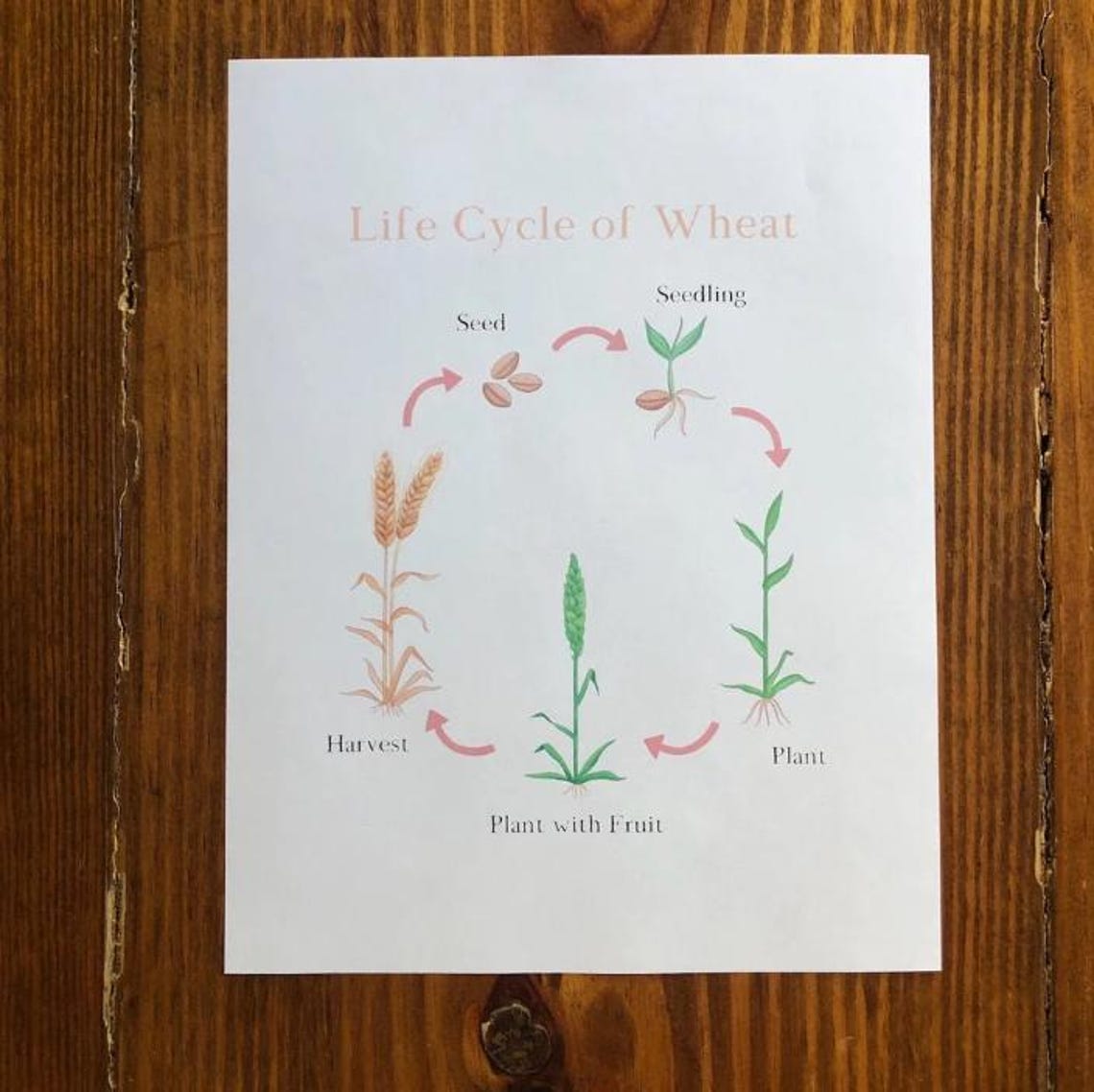 Life Cycle of Wheat - Nature Study - Charlotte Mason - Homeschool ...