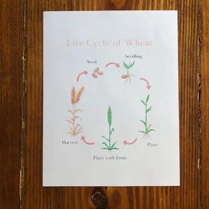 Life Cycle of Wheat - Nature Study - Charlotte Mason - Homeschool ...