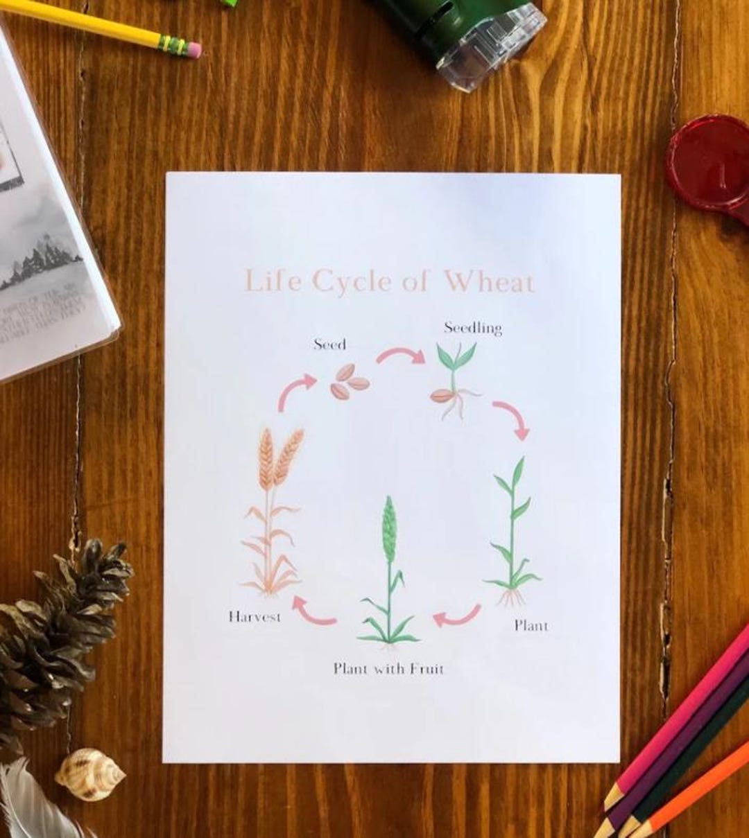 Life Cycle of Wheat - Nature Study - Charlotte Mason - Homeschool ...