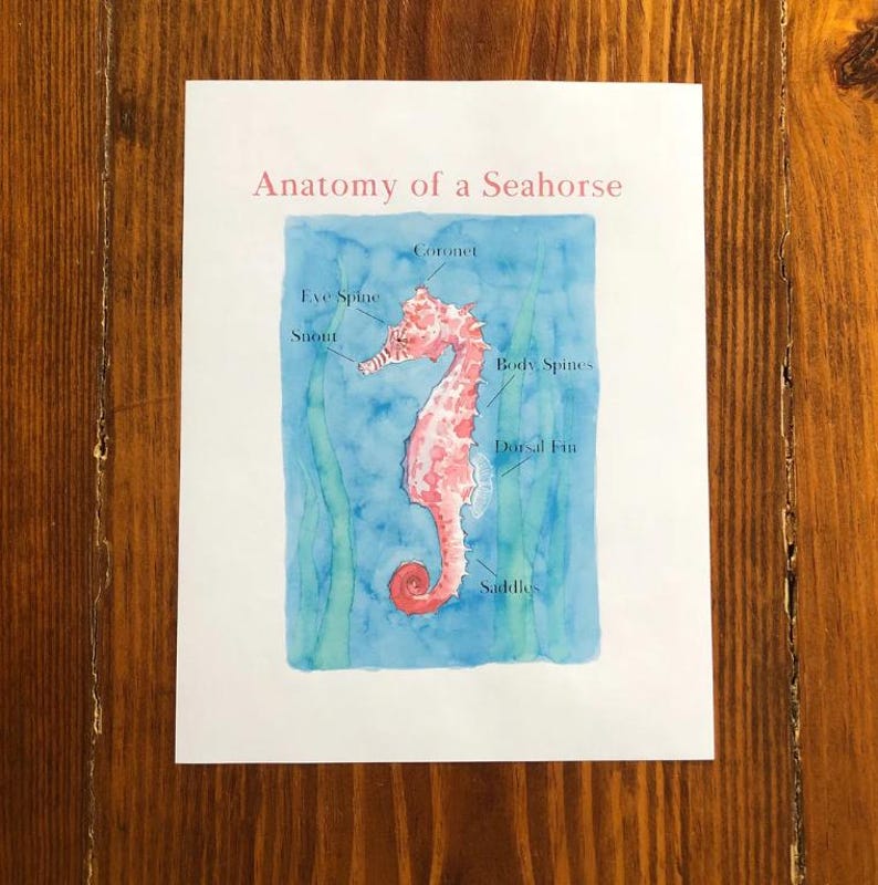 Anatomy of a Seahorse - Nature Study - Charlotte Mason - Homeschool ...