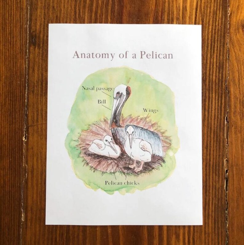 Anatomy of a Pelican - Legend of the Pelican - Nature Study - Charlotte ...