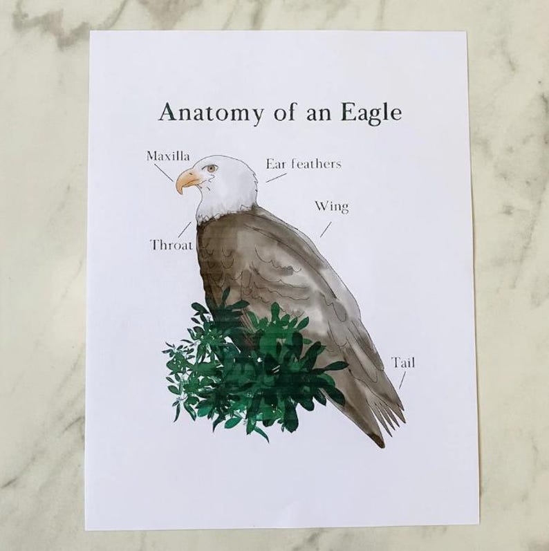 Anatomy of an Eagle Printable - Nature Study - Charlotte Mason ...