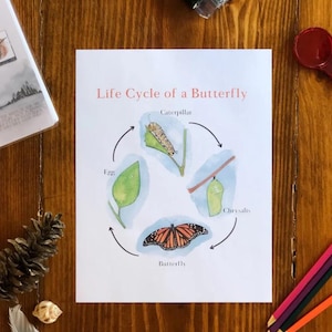 Life Cycle of a Butterfly - Nature Study - Charlotte Mason - Homeschool ...