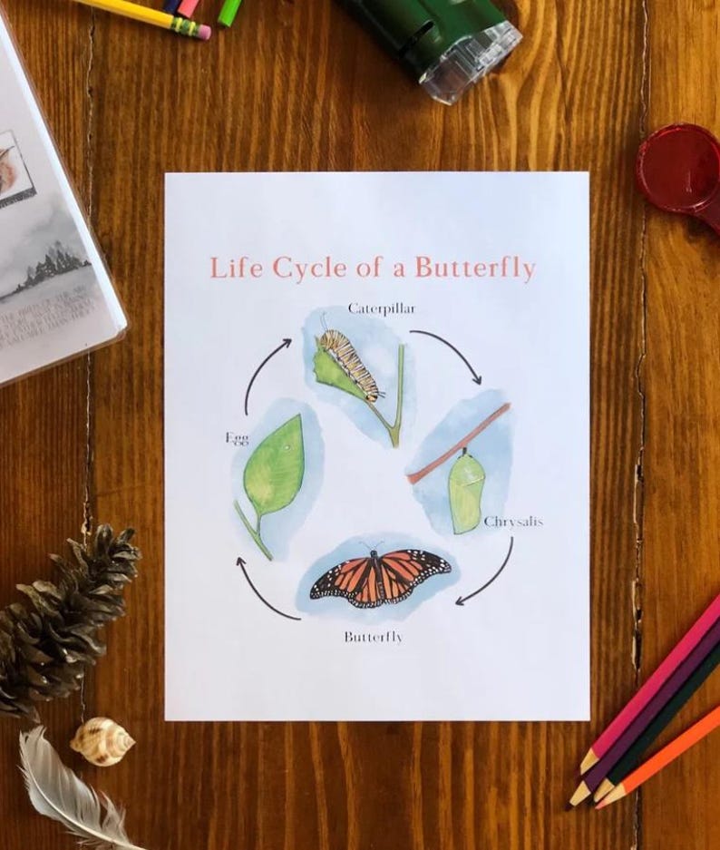 Life Cycle of a Butterfly - Nature Study - Charlotte Mason - Homeschool Activity - Copywork ...