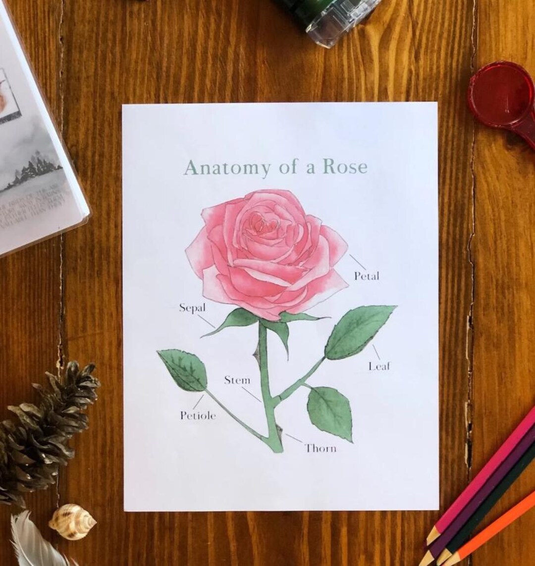 Anatomy of a Rose - Nature Study - Charlotte Mason - Homeschool ...