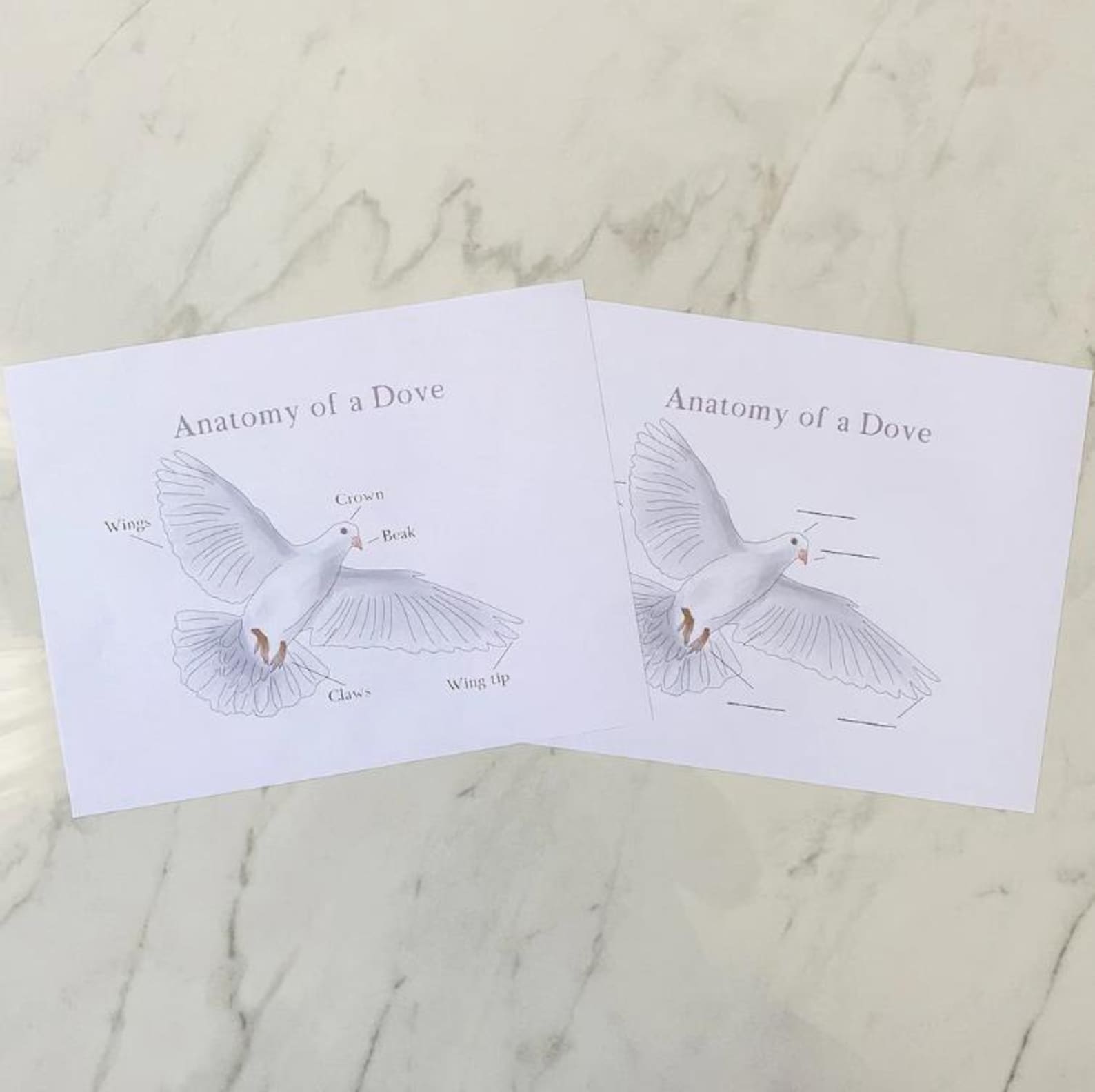 Anatomy of a Dove Printable - Nature Study - Charlotte Mason ...