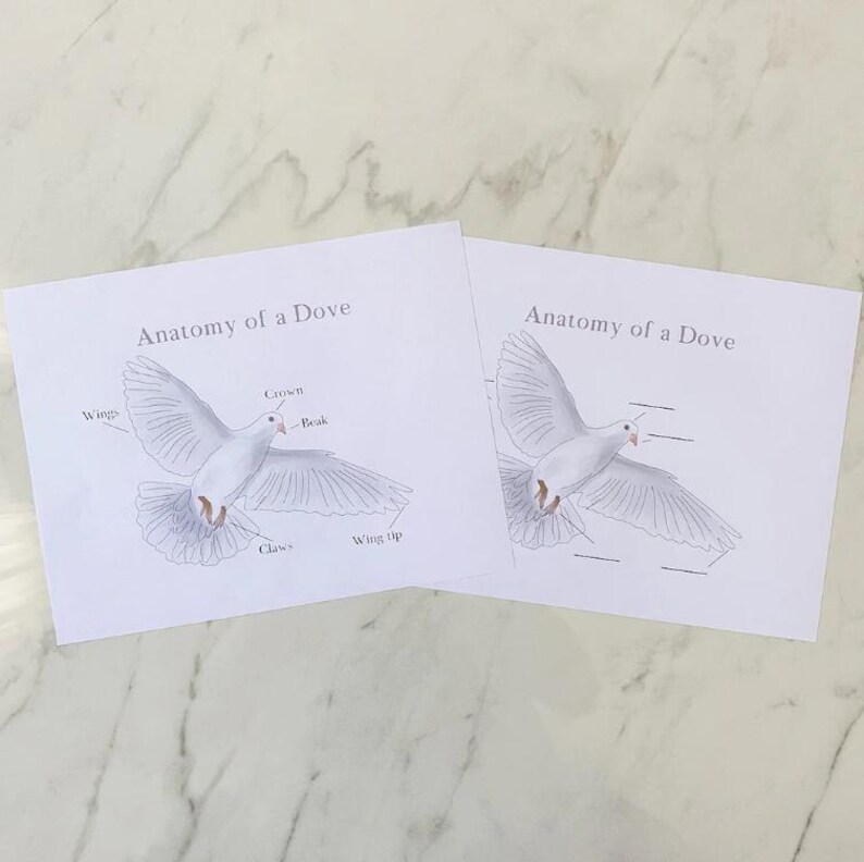 Anatomy of a Dove Printable - Nature Study - Charlotte Mason ...