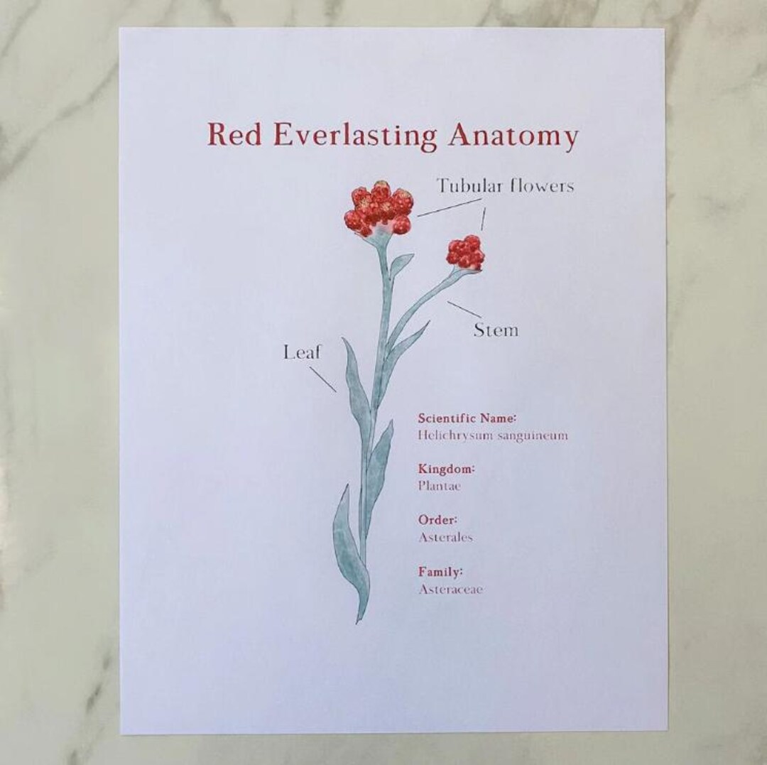 Red Everlasting Nature Study - Nature Study - Charlotte Mason ...