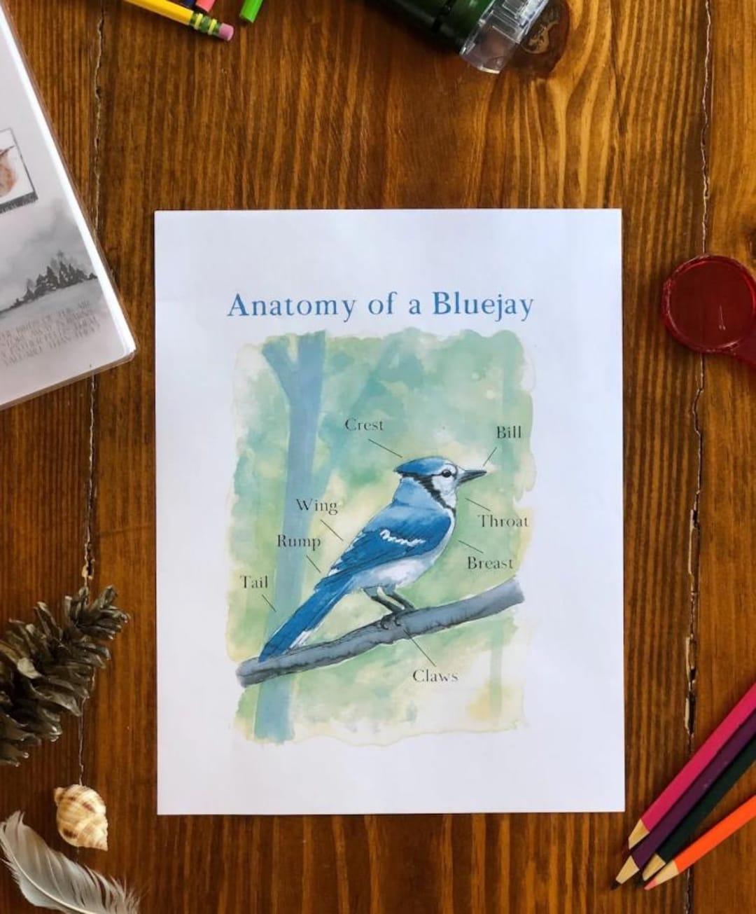 Blue Jay Anatomy Printable - Nature Study - Charlotte Mason ...