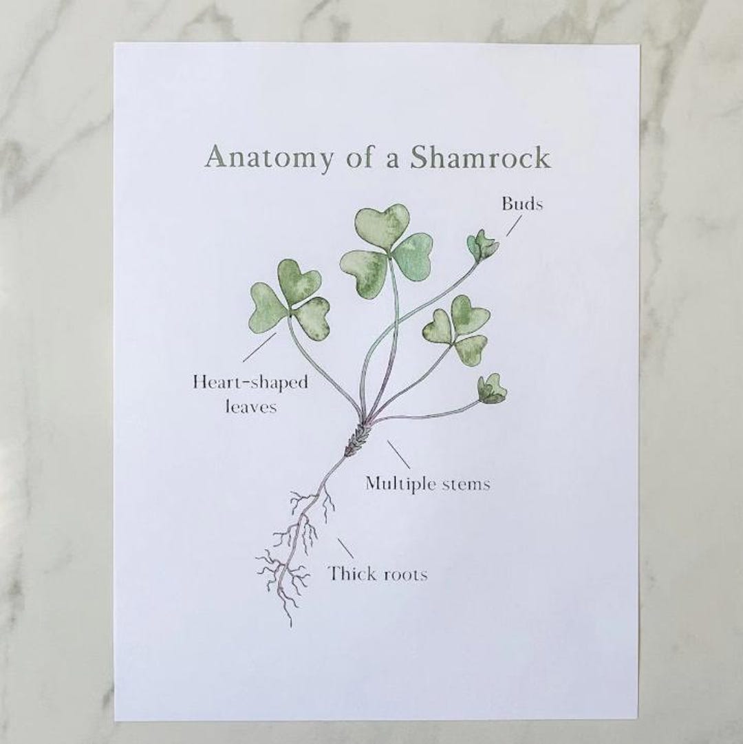 Shamrock - Nature Study - Saint Patrick - Charlotte Mason - Homeschool ...
