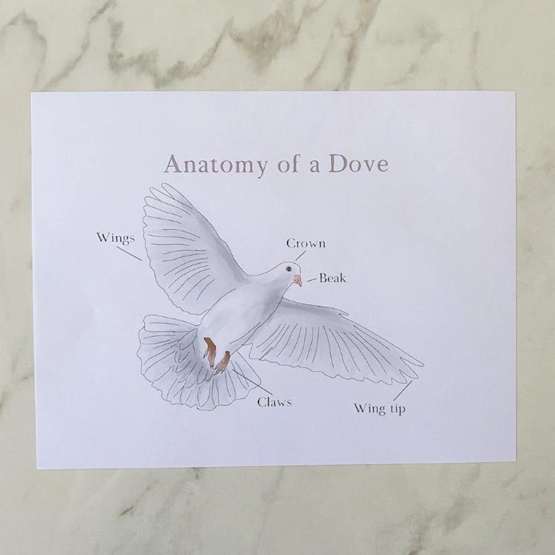 Anatomy of a Dove Printable - Nature Study - Charlotte Mason ...