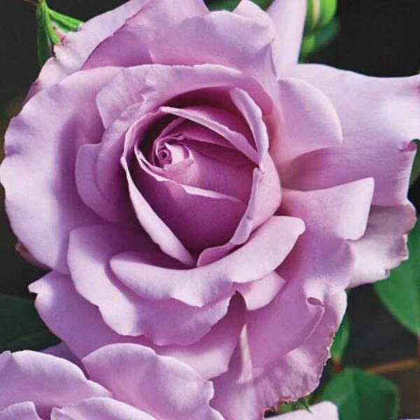 Purple Rose Bush - Etsy