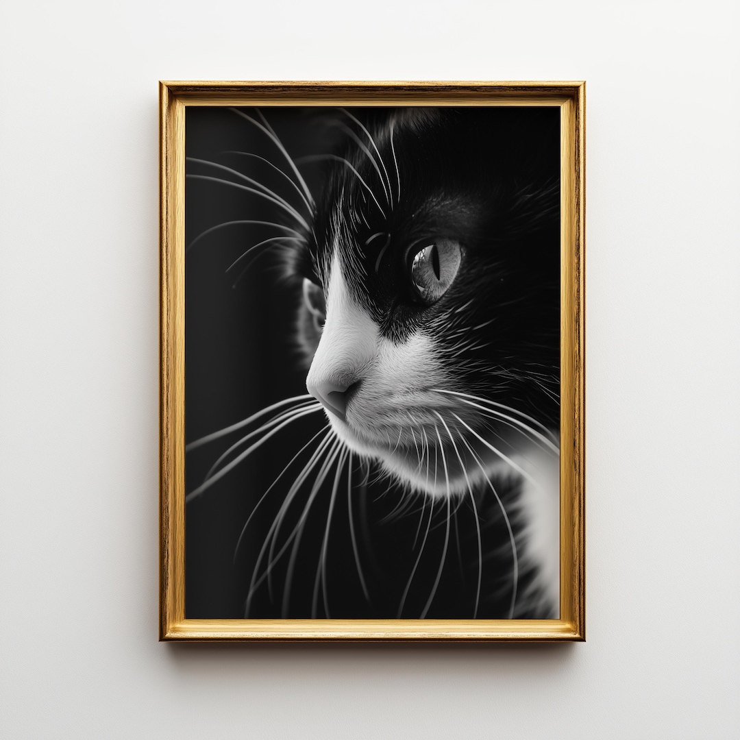 Tuxedo Cat Portrait - Moody Monochrome Fine Art Photography (digital ...