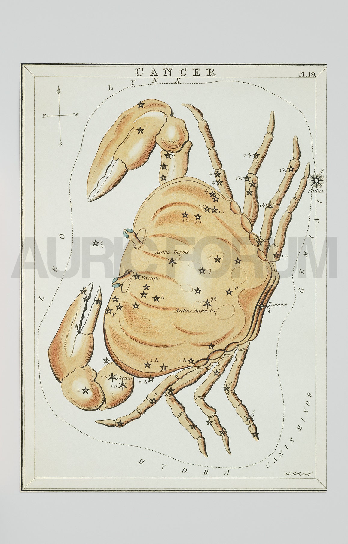Cancer Star Constellation Map Vintage Illustration Art Print - Etsy