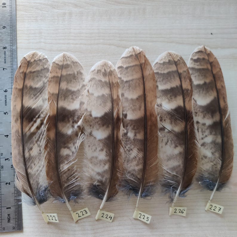 Real Hawk Feathers, Genuine Northern Goshawk, Cruelty Free, Cleaned and ...