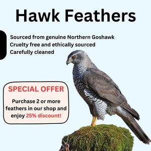 Real Hawk Feathers, Genuine Northern Goshawk, Cruelty Free, Cleaned and ...