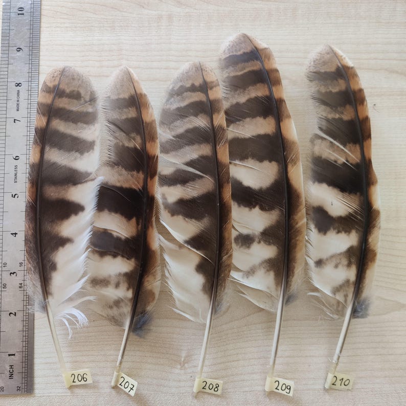 Real Hawk Feathers, Genuine Northern Goshawk, Cruelty Free, Cleaned and ...