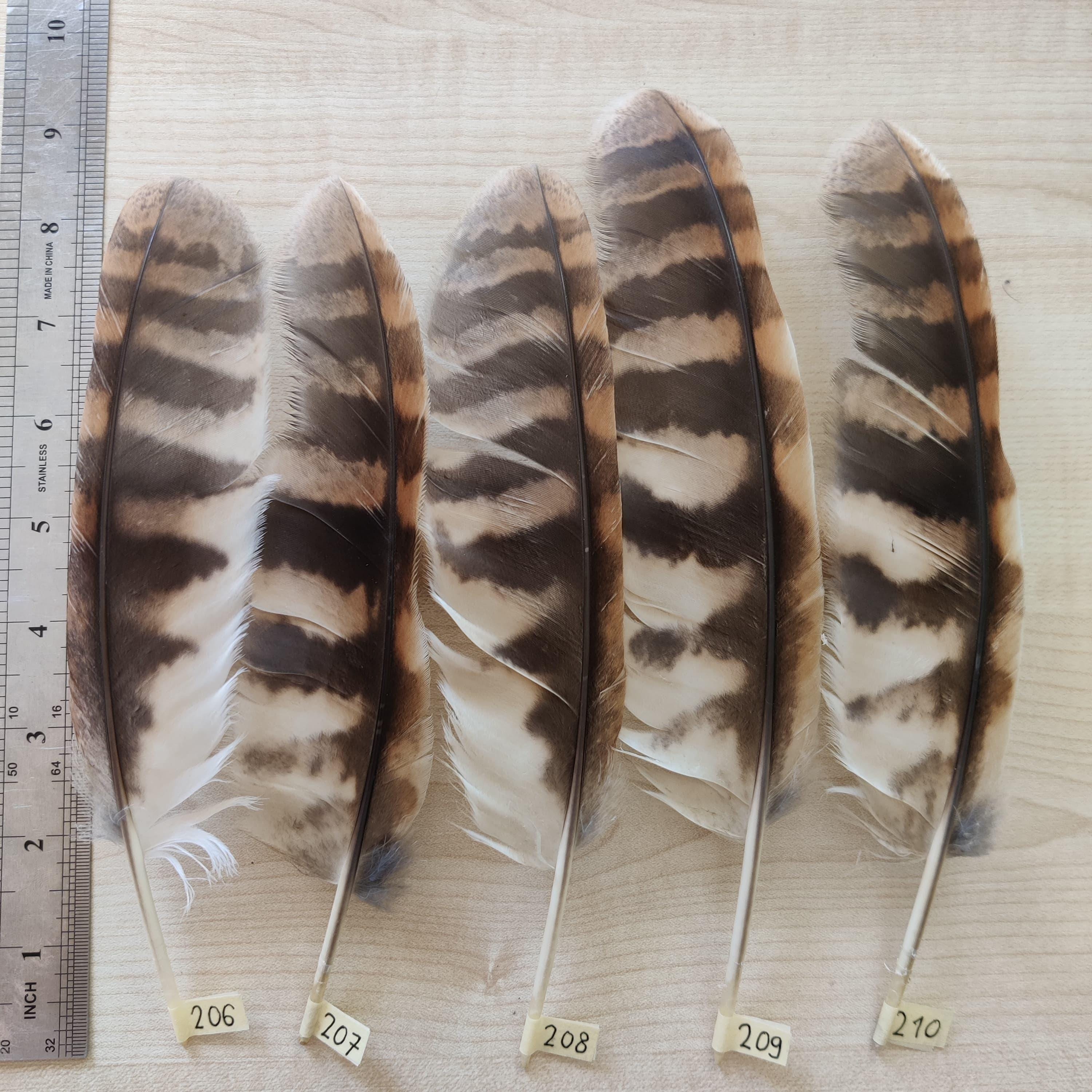 Real Hawk Feathers, Genuine Northern Goshawk, Cruelty Free, Cleaned and ...