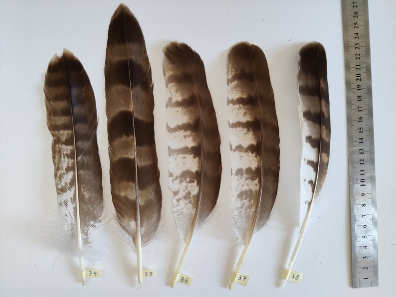 Real Hawk Feathers Northern Goshawk. Cruelty Free Cleaned - Etsy
