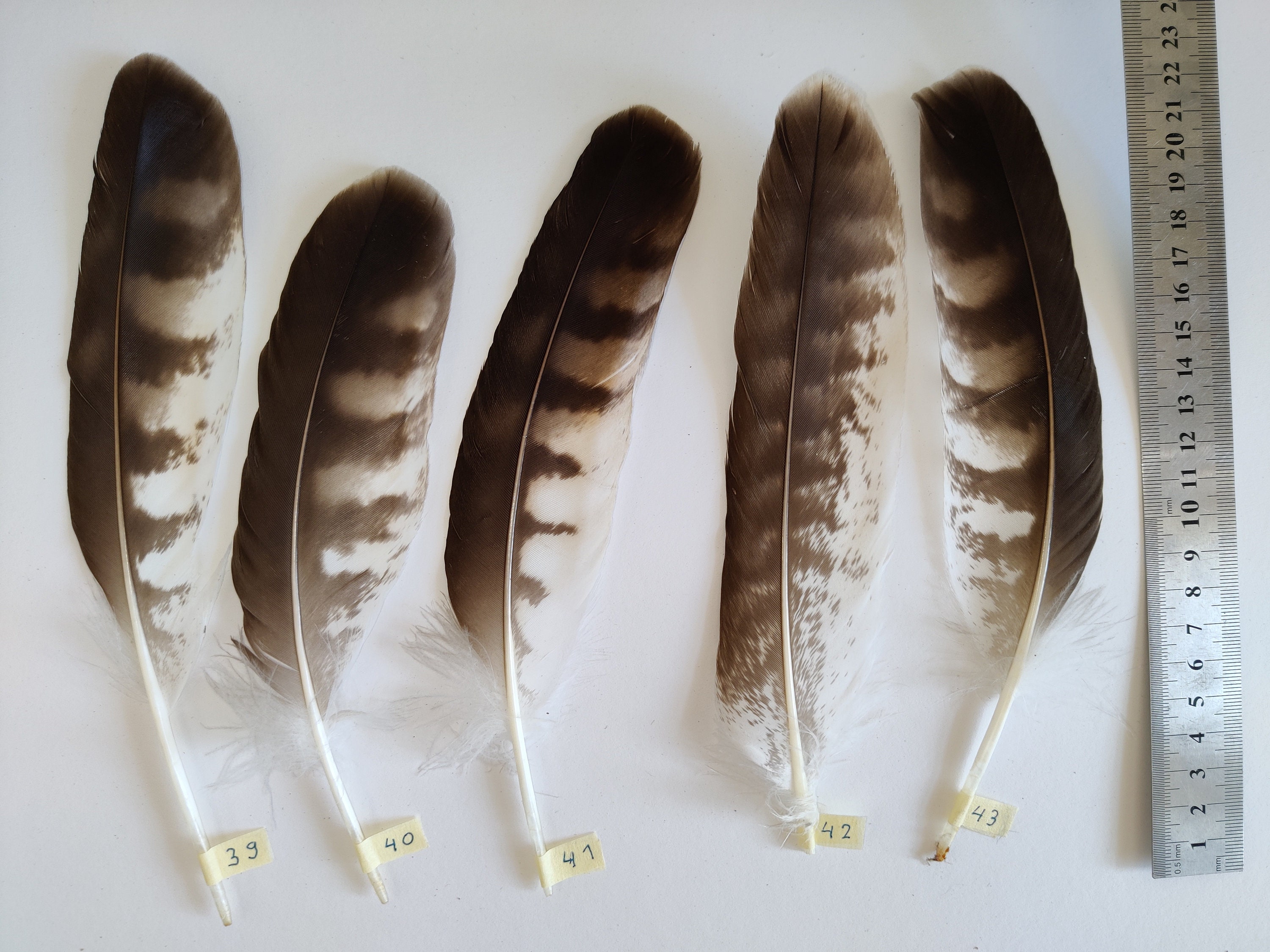Red Shouldered Hawk Feather Identification