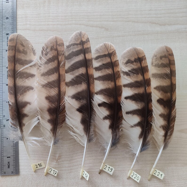 Real Hawk Feathers, Genuine Northern Goshawk, Cruelty Free, Cleaned and ...