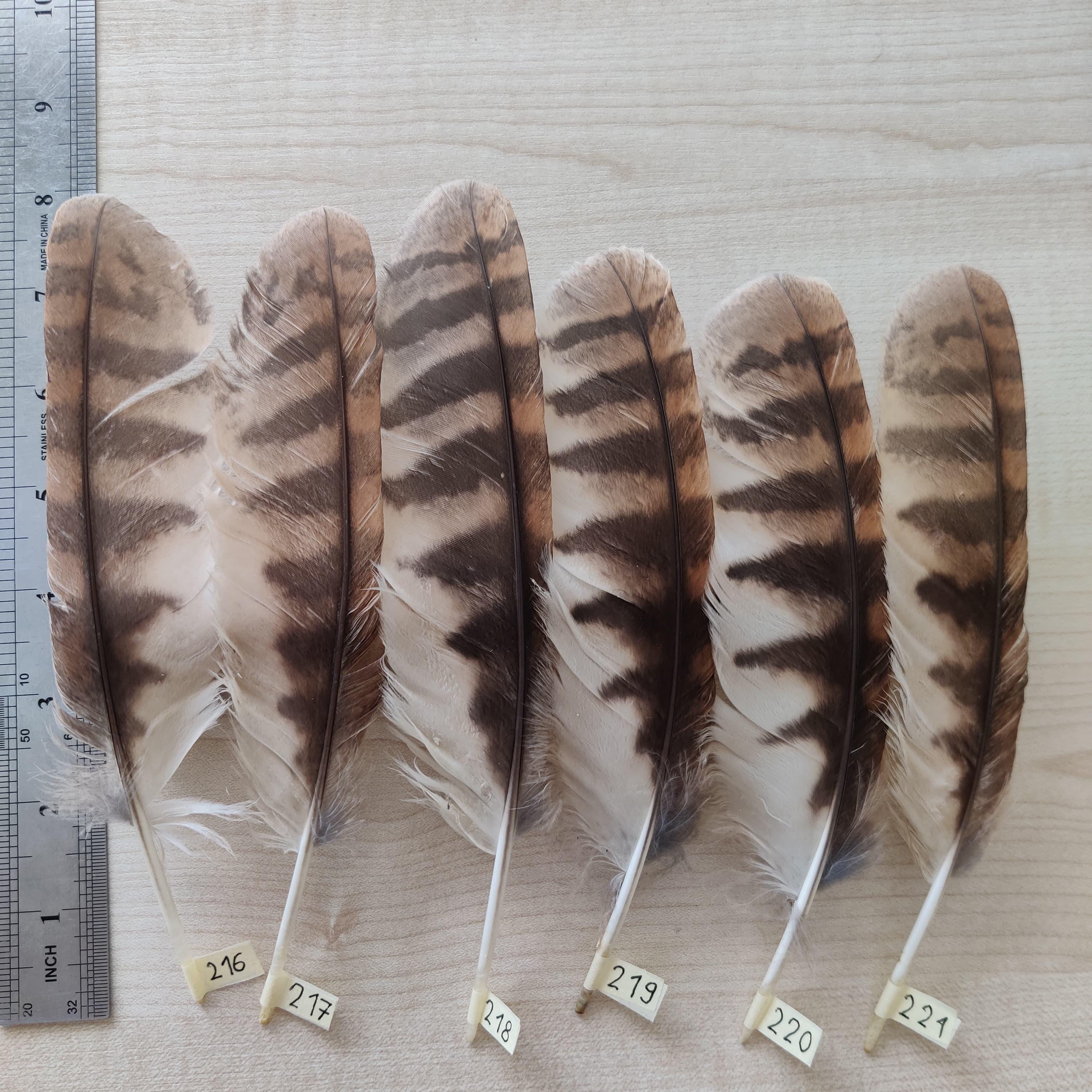 Real Hawk Feathers, Genuine Northern Goshawk, Cruelty Free, Cleaned and ...