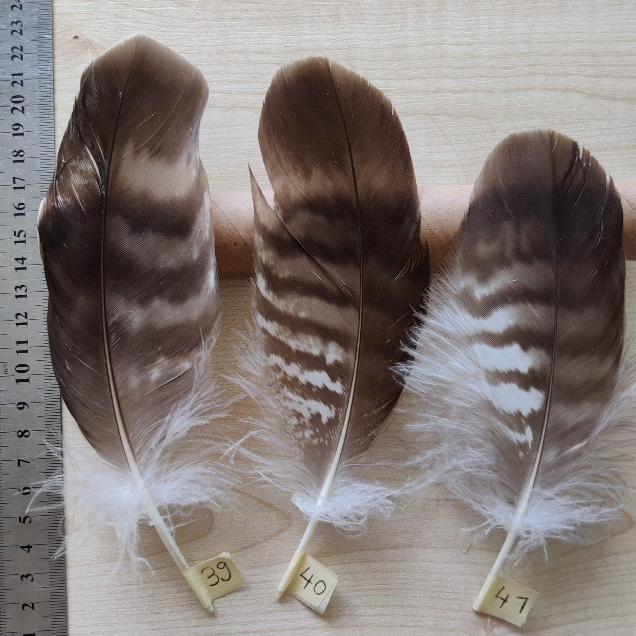 Real Hawk Feathers, Northern Goshawk. Cruelty Free, Cleaned and ...