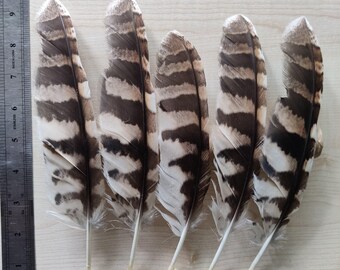 Real Hawk Feathers, Northern Goshawk. Cruelty Free, Cleaned and ...