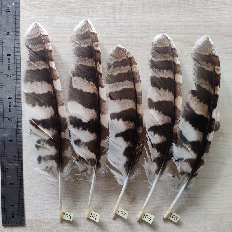 Real Eagle Feathers - Etsy