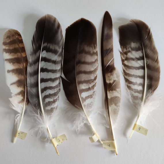 Red Shouldered Hawk Feather Identification