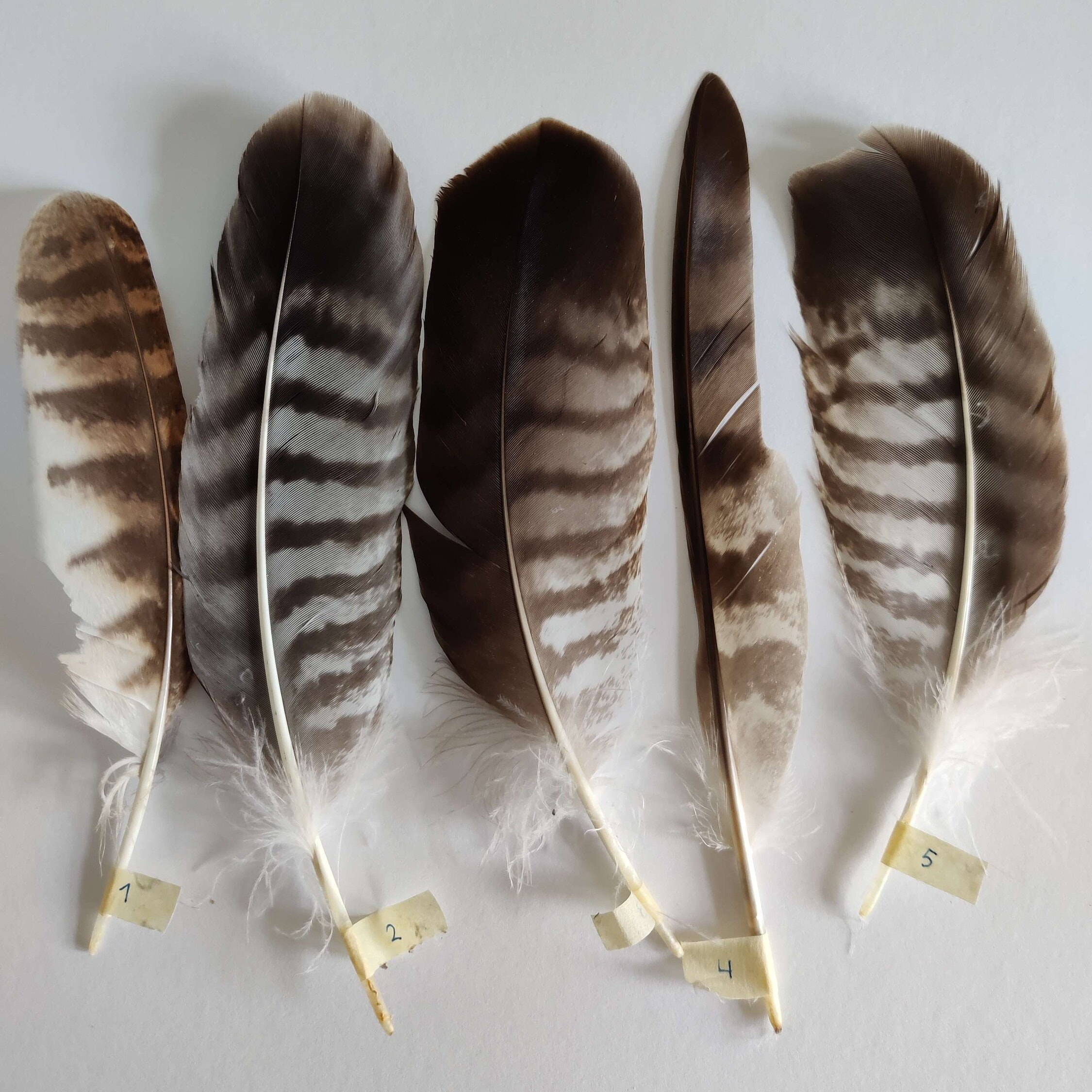 Hawk Feather