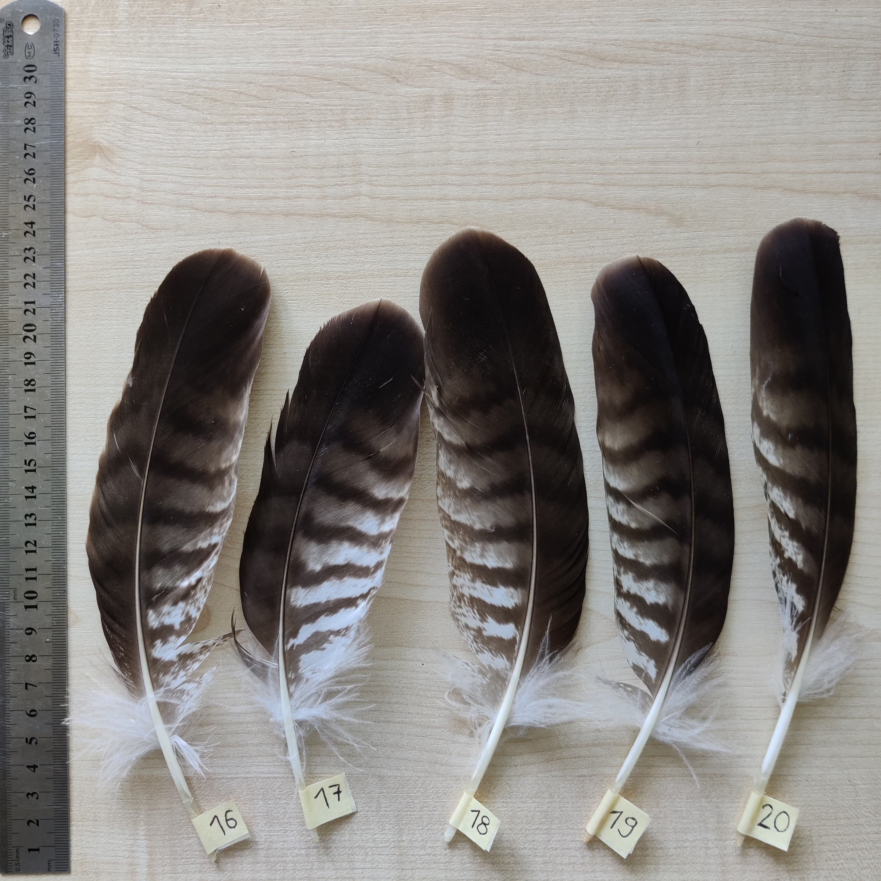 Real Hawk Feathers, Northern Goshawk. Cruelty Free, Cleaned and ...