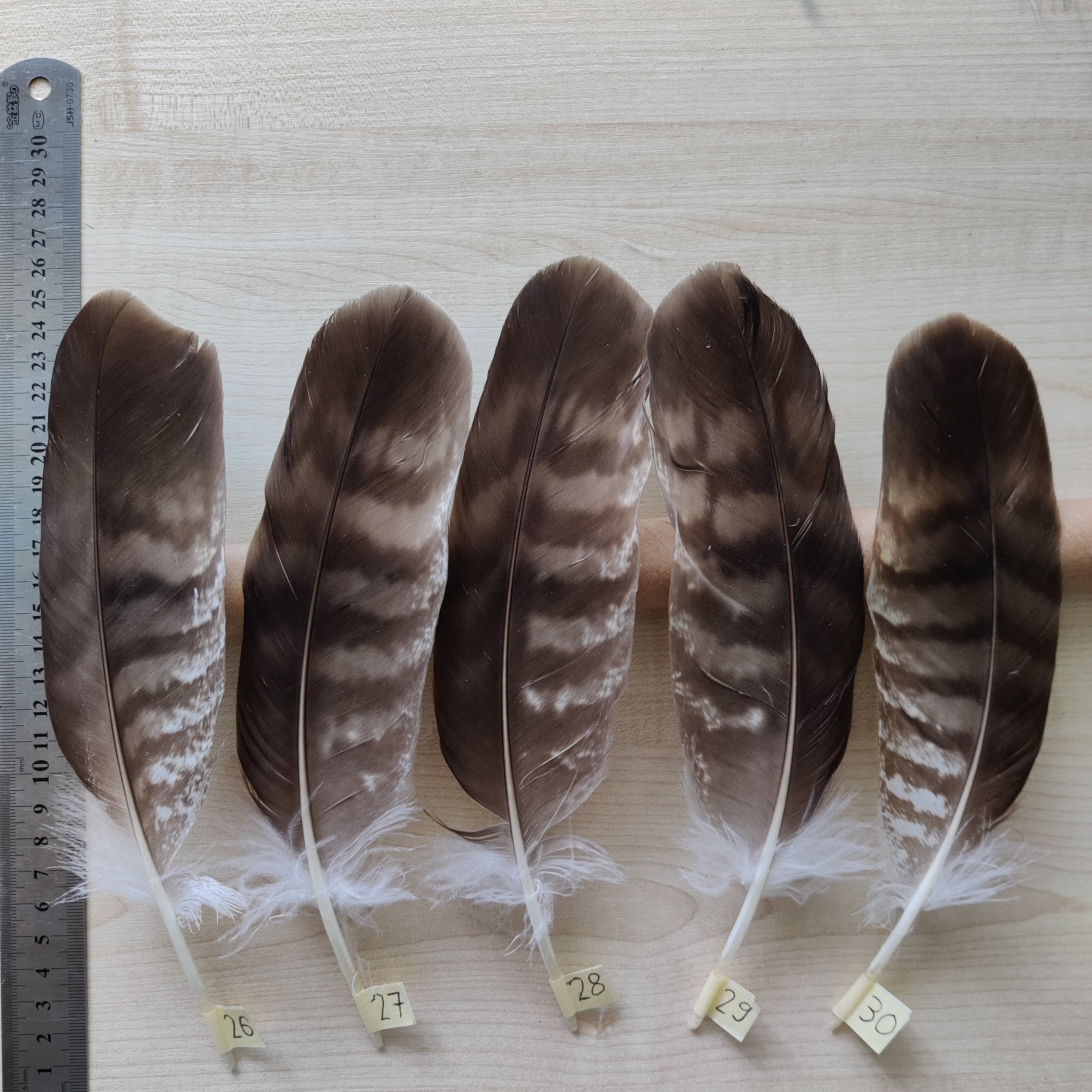 Real Hawk Feathers, Northern Goshawk. Cruelty Free, Cleaned and ...