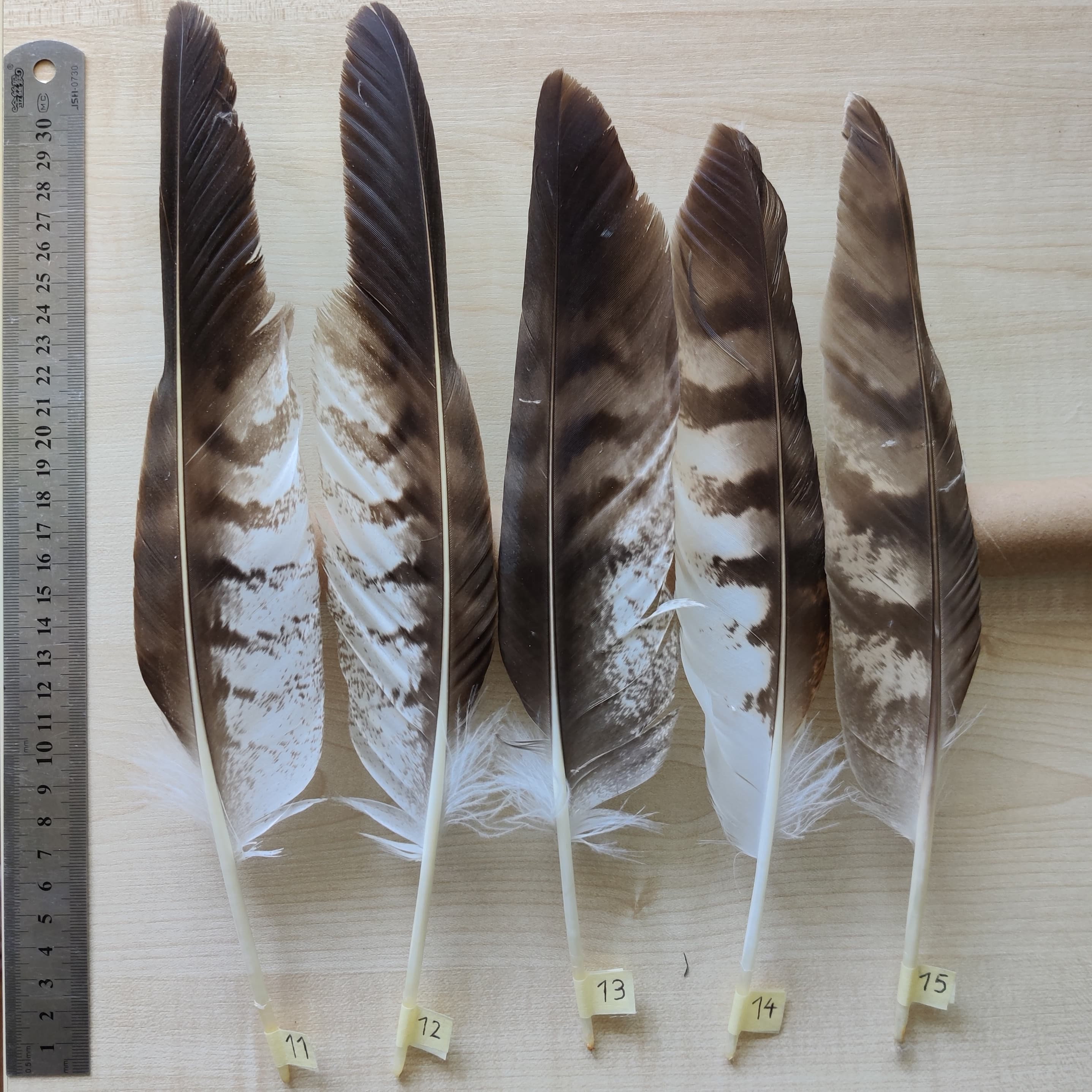Real Hawk Feathers, Northern Goshawk. Cruelty Free, Cleaned and ...