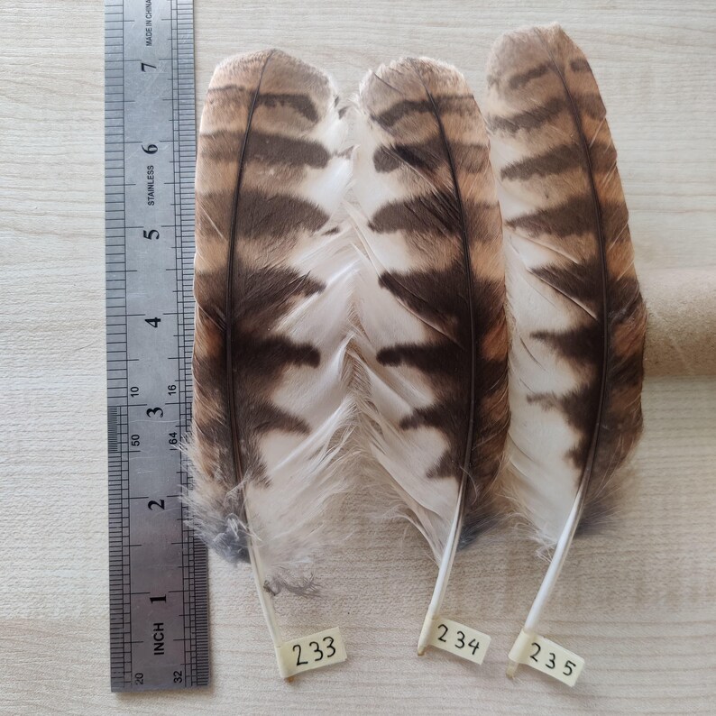 Real Hawk Feathers, Genuine Northern Goshawk, Cruelty Free, Cleaned and ...