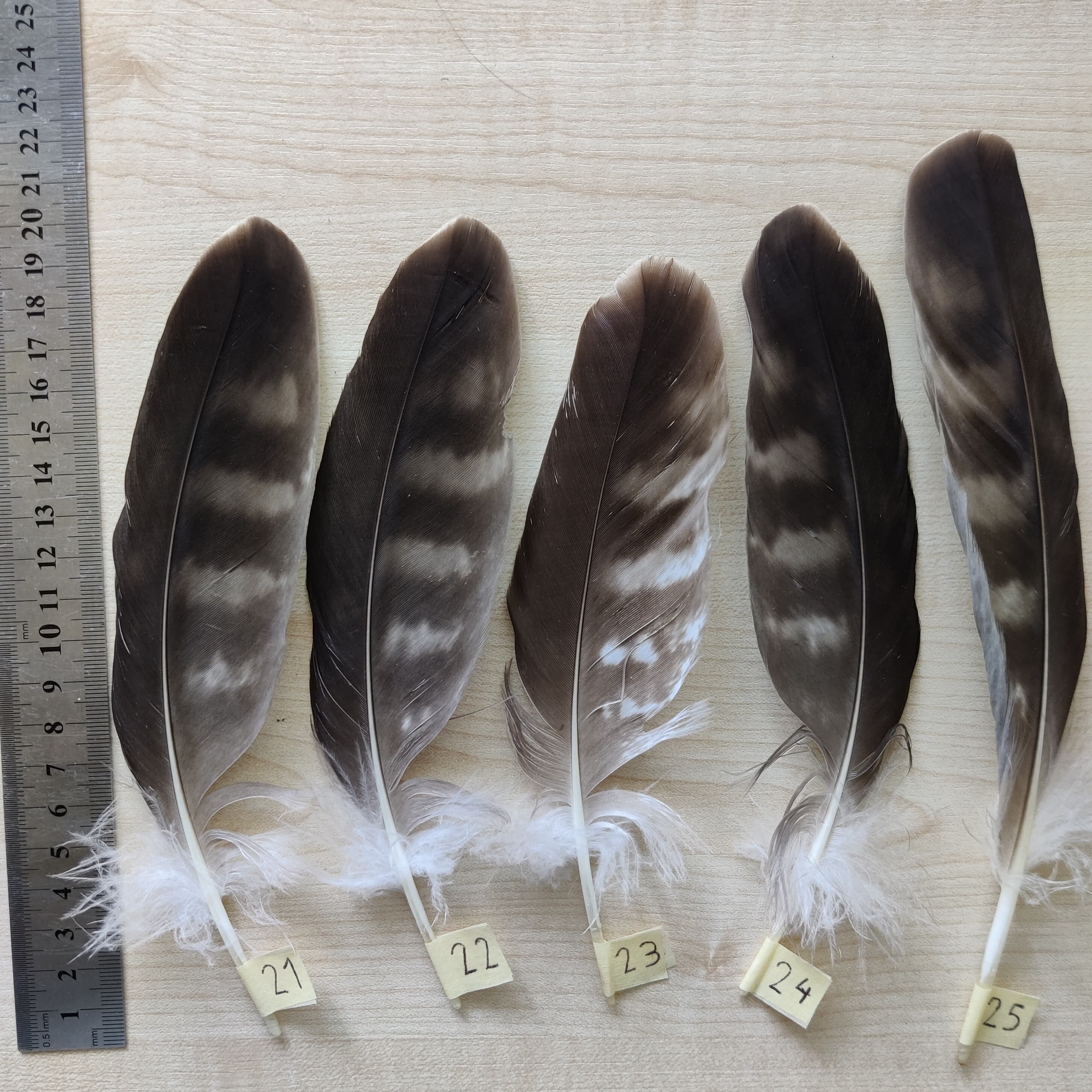 Real Hawk Feathers, Northern Goshawk. Cruelty Free, Cleaned and ...