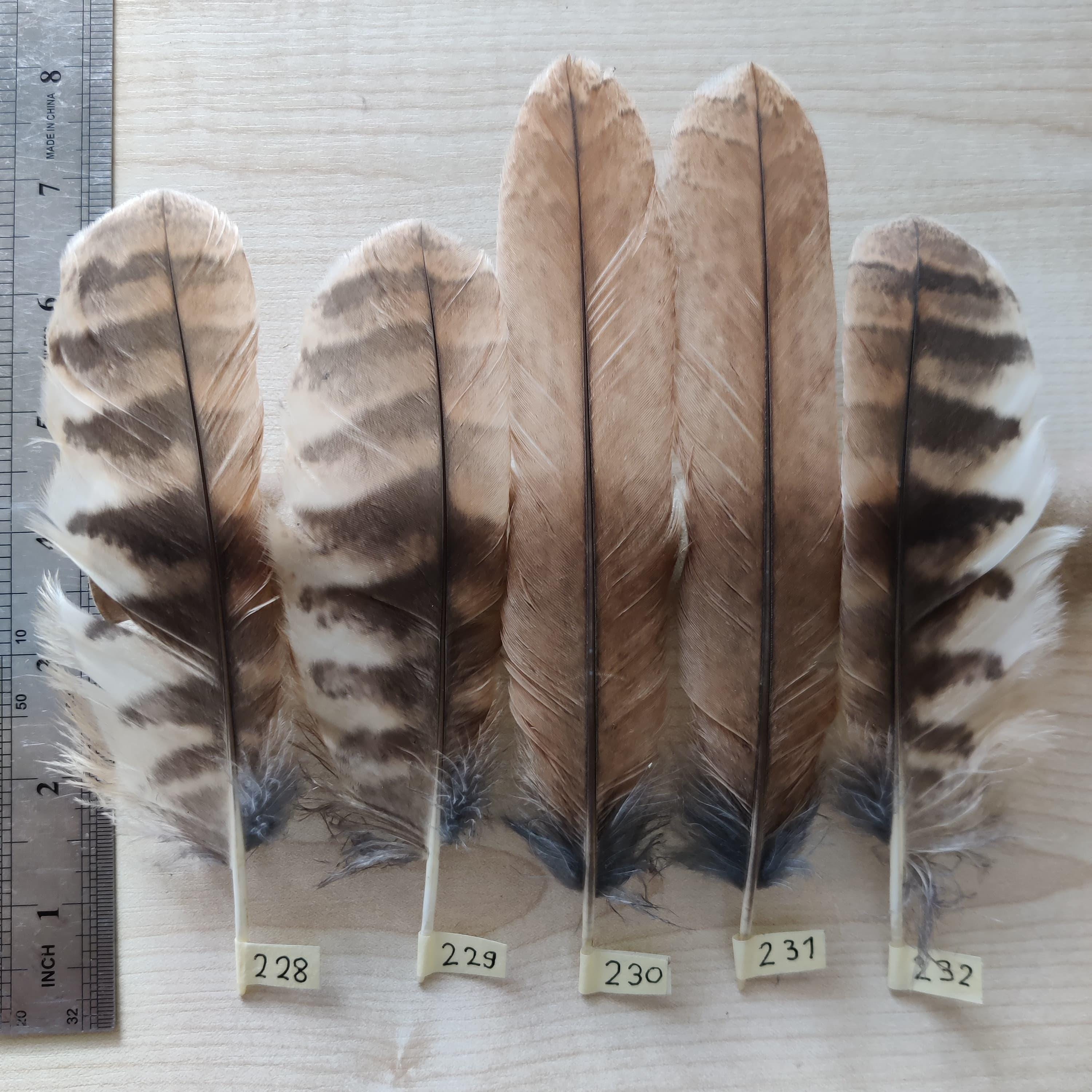 Real Hawk Feathers, Genuine Northern Goshawk, Cruelty Free, Cleaned and ...