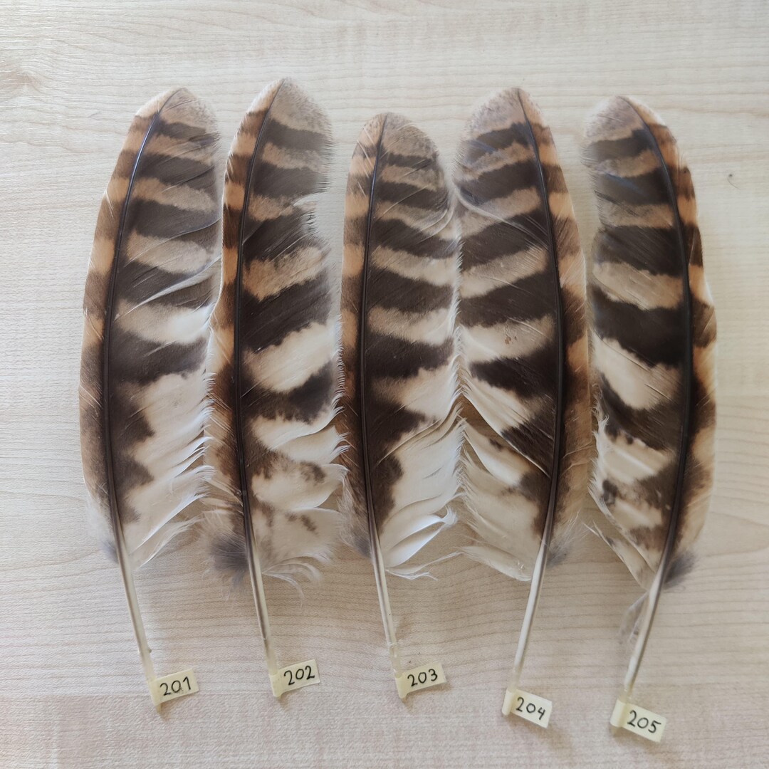 Real Hawk Feathers, Genuine Northern Goshawk, Cruelty Free, Cleaned and ...