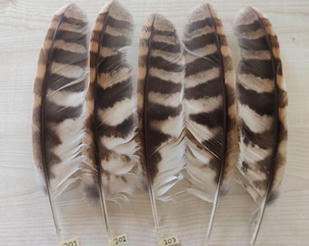 Real Hawk Feathers, Northern Goshawk. Cruelty Free, Cleaned and ...