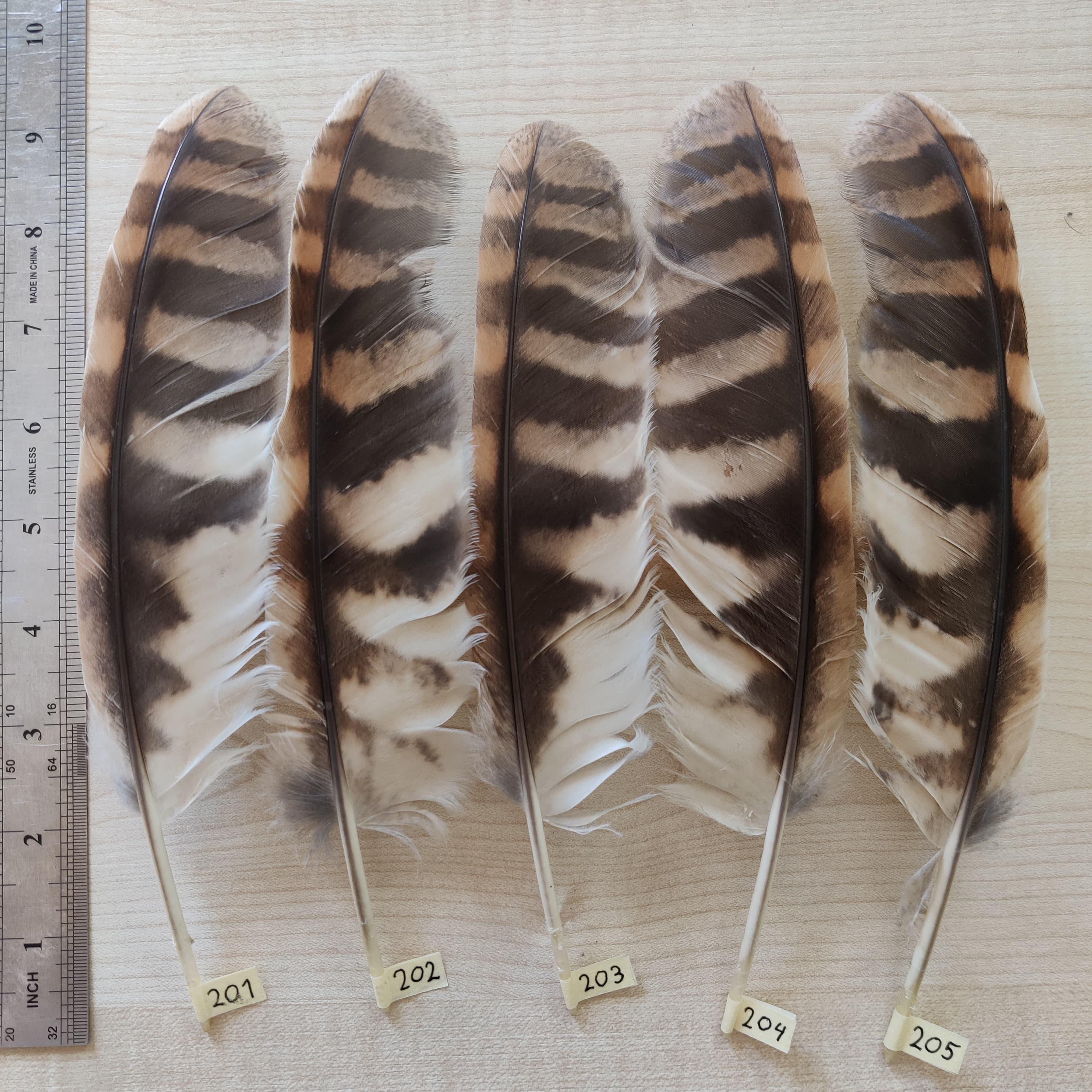 Real Hawk Feathers, Genuine Northern Goshawk, Cruelty Free, Cleaned and ...