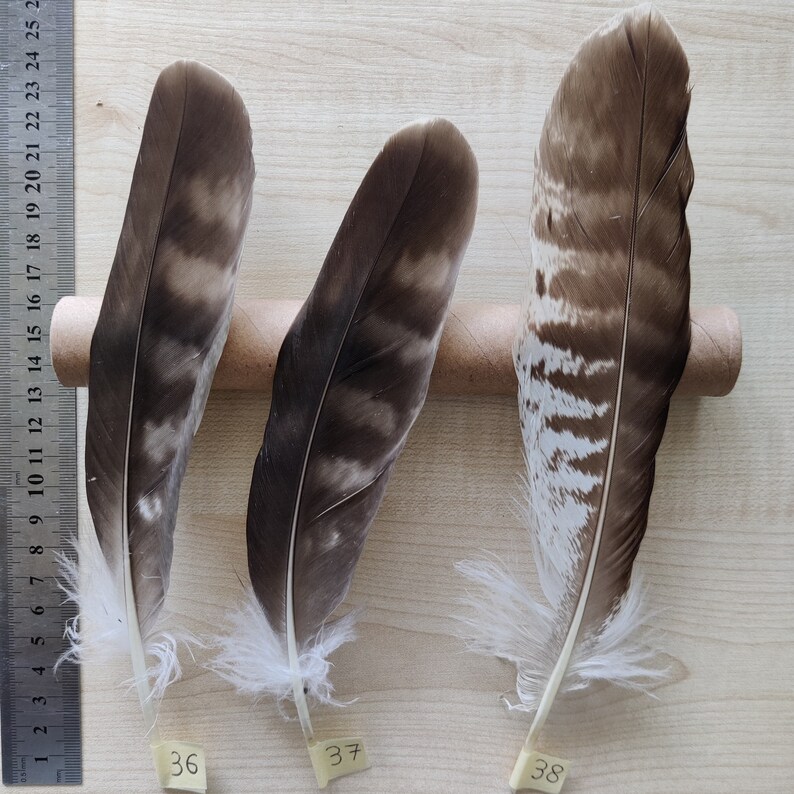 Real Hawk Feathers, Northern Goshawk. Cruelty Free, Cleaned and ...