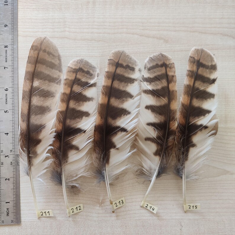 Real Hawk Feathers, Genuine Northern Goshawk, Cruelty Free, Cleaned and ...