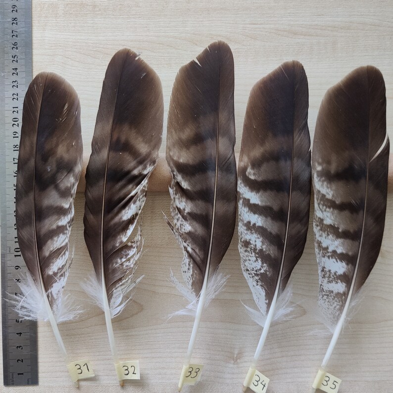Real Hawk Feathers, Northern Goshawk. Cruelty Free, Cleaned and ...