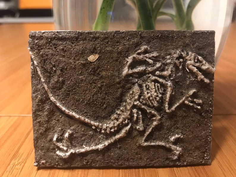 Velociraptor Dinosaur 3D Fossil Model Skeleton Scalpture - Etsy