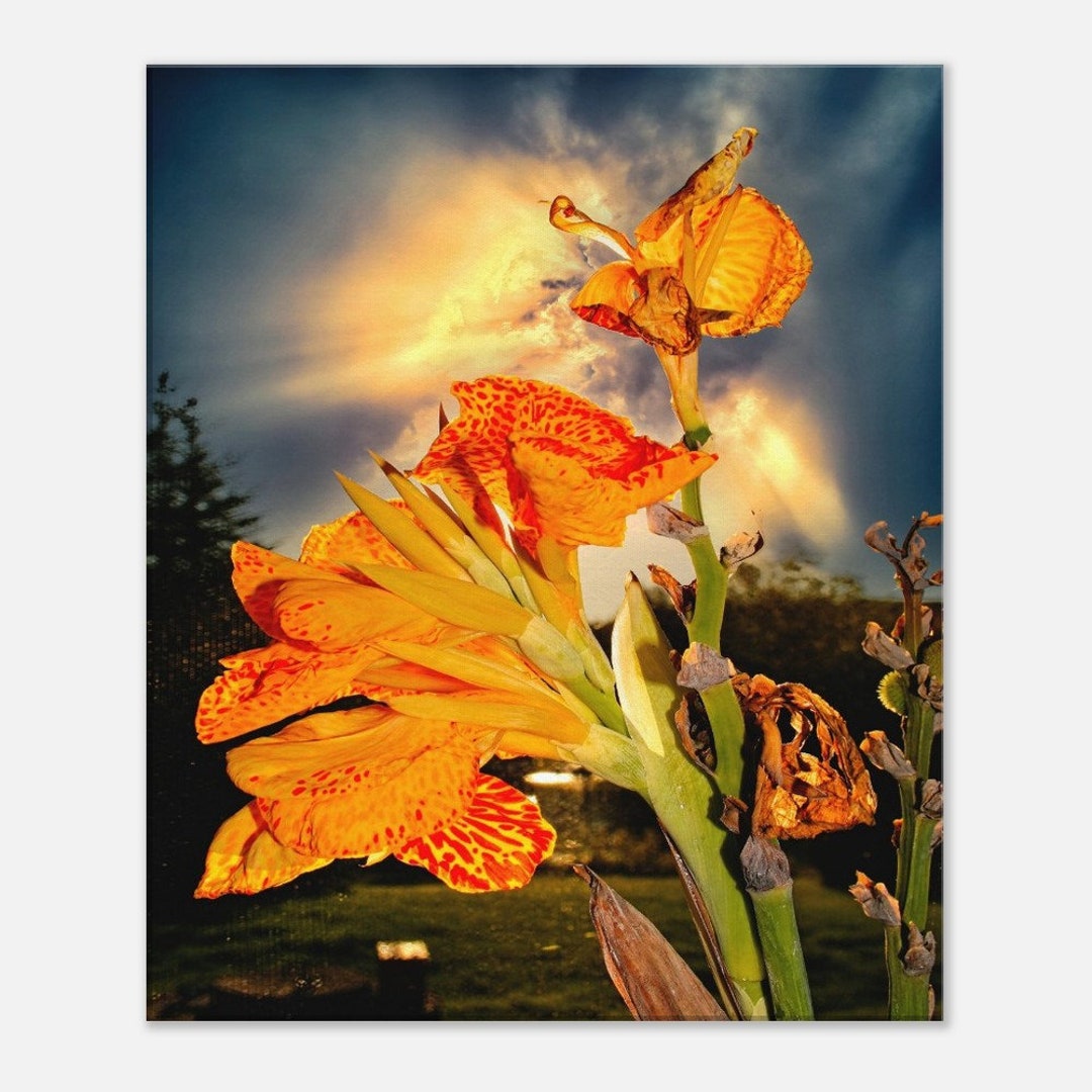 Oiseaux De Paradis , Photography Canvas Mounted on Subframe - Etsy