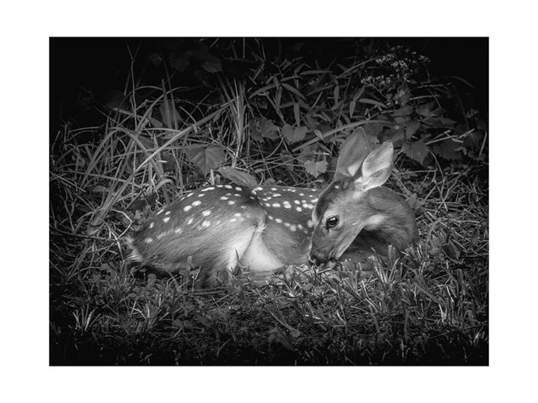 The Fawn, Printable Animal Wall Art, Baby Animal Prints, Deer Wall Art ...
