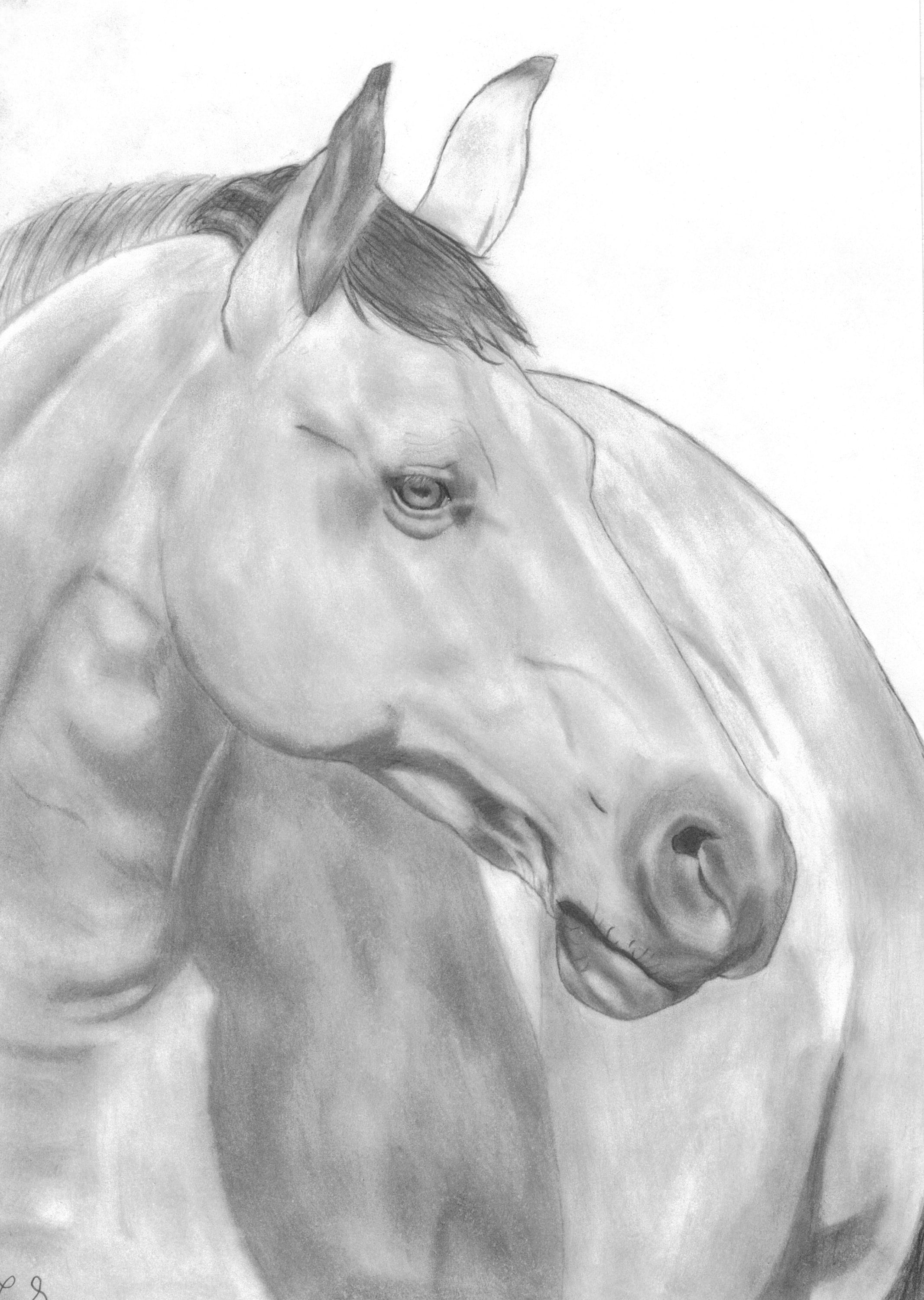 Quarter Horse Sketches