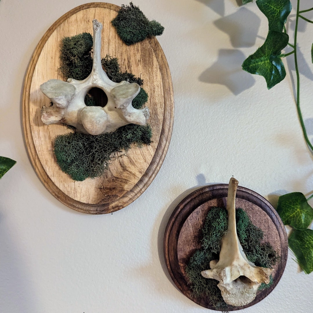 Deer Bone Wall Art - Etsy