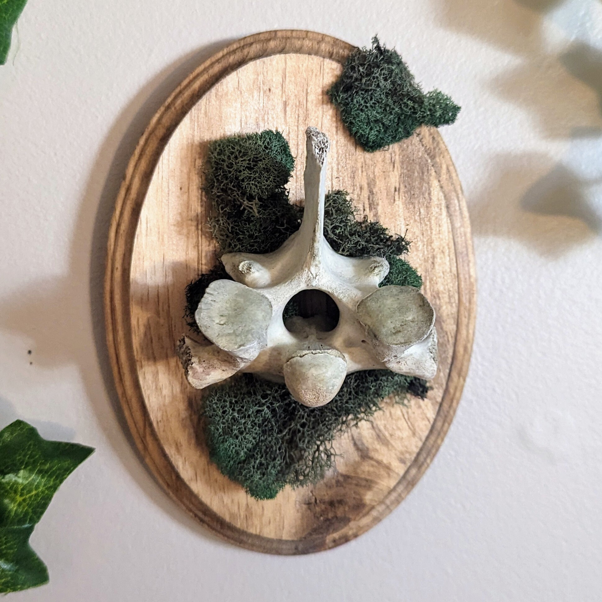 Deer Bone Wall Art - Etsy